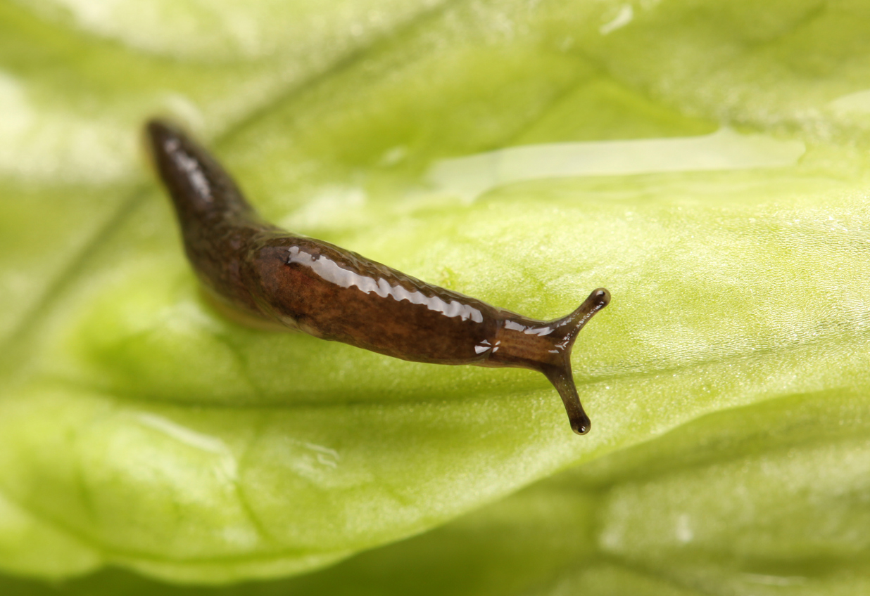 Resources: Slugs - Hoorman Soil Health Services